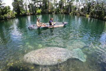 Clear Kayaking Manatee Ecotours | Crystal River, Florida